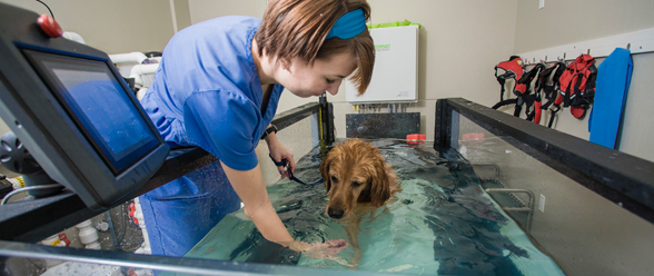 Your First Call for Animal Emergencies - Space Coast Living Magazine