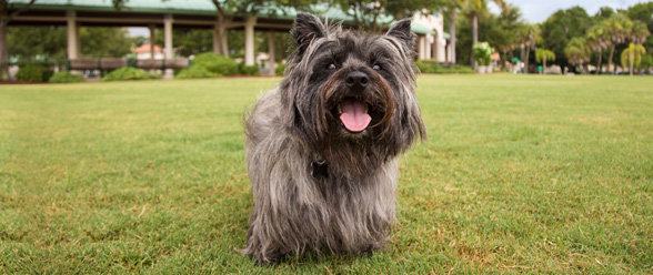 Brevard's Most Adorable Pets - Space Coast Living Magazine