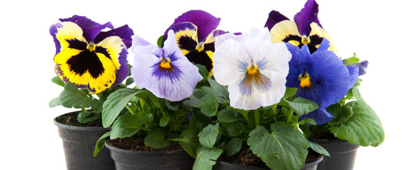 Gardening: Pansies Including The Pansy Bloomtini Recipe - Space Coast ...