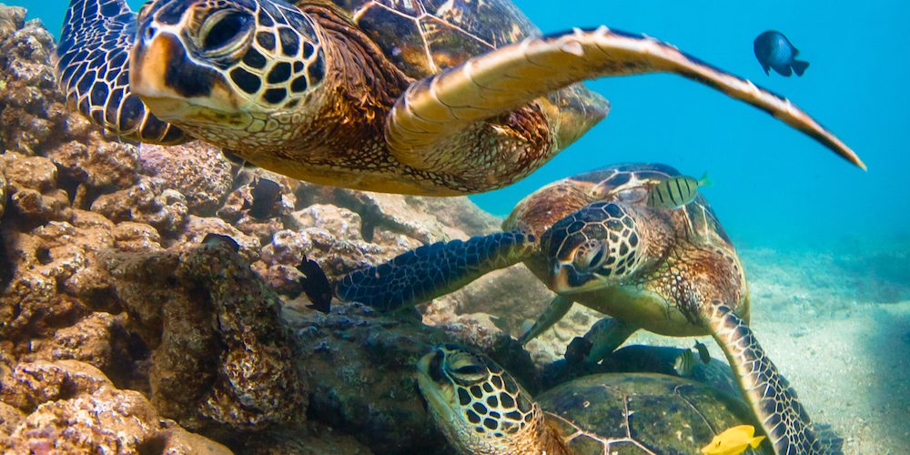 Non-Profit Spotlight: Sea Turtle Preservation Society - Space Coast ...