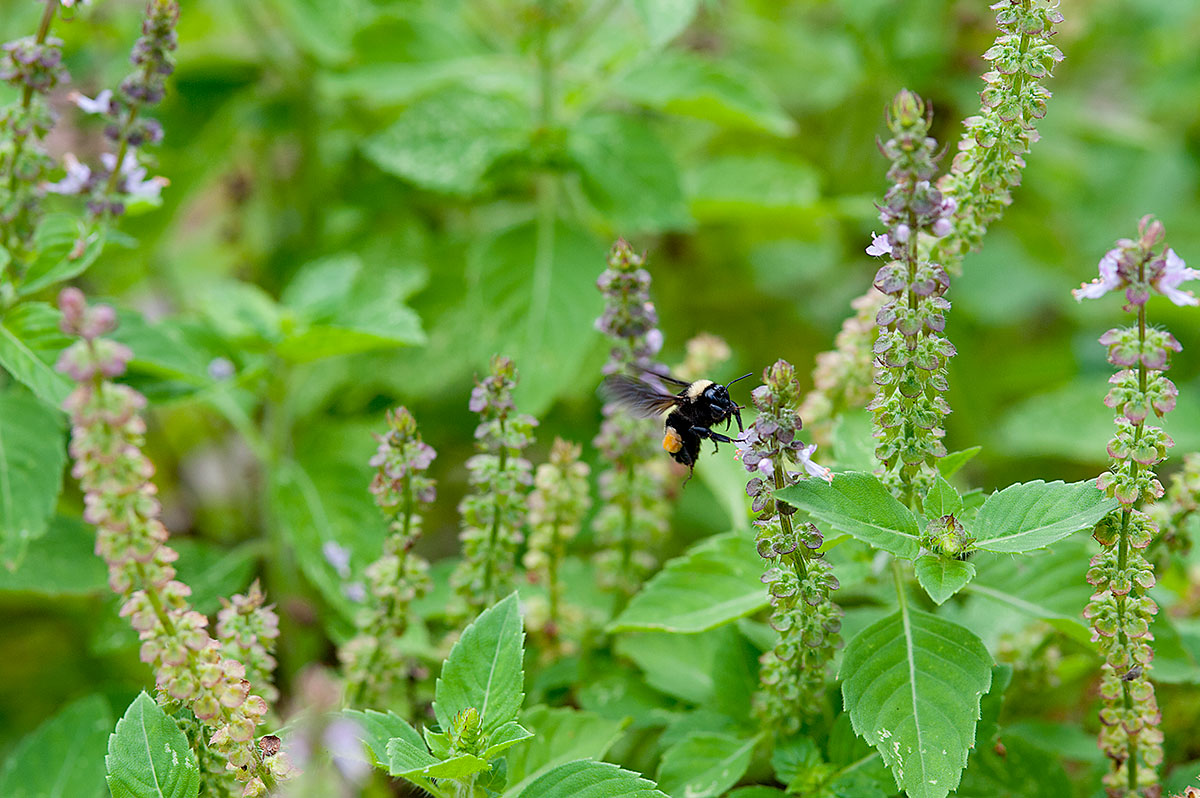 Going native - Space Coast Living Magazine
