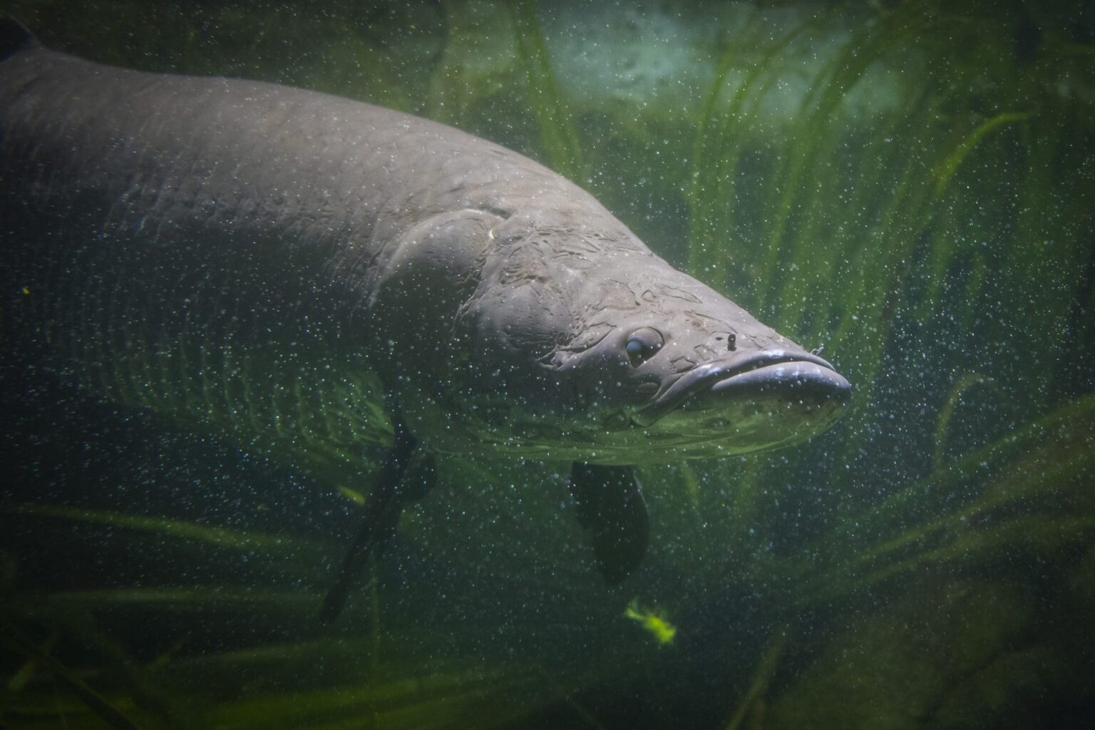 Fin-tastic Features of Underwater Creatures (3rd-5th grades) - Space ...