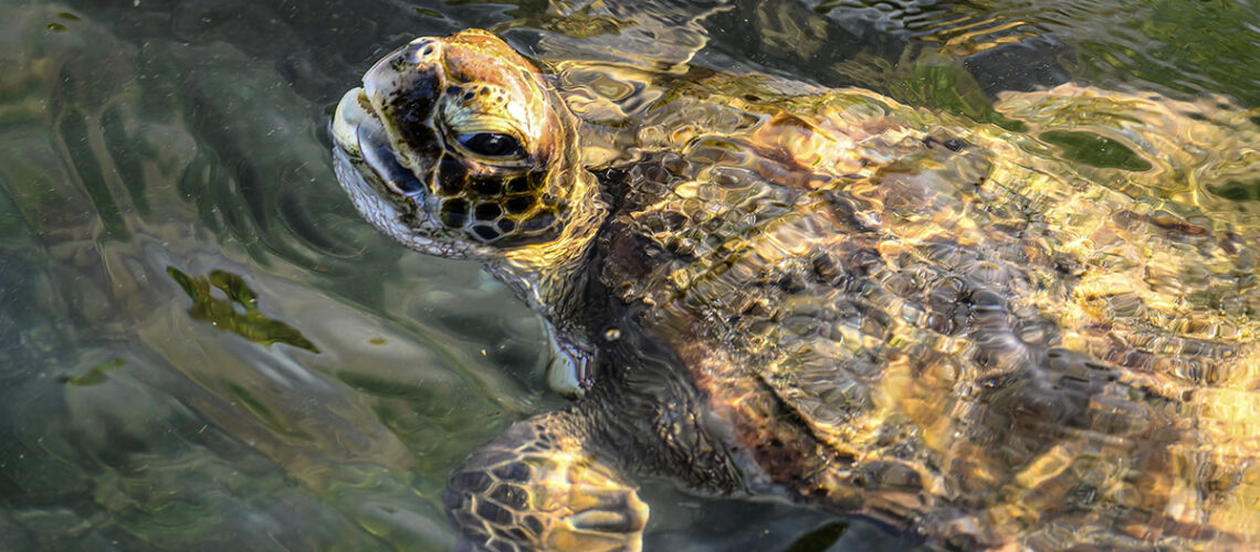Nature, Heritage and the Heart of the Space Coast - Space Coast Living ...